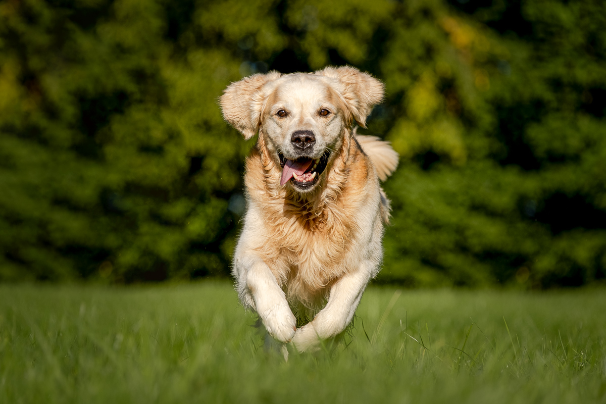 Natürliche Fotografie für Hunde und ihre Familien